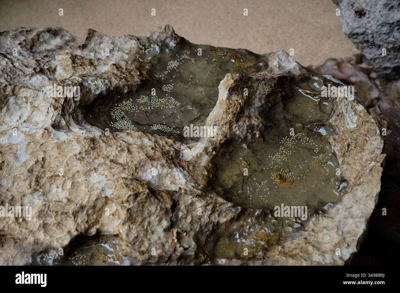 Tiny white eggs cluster in tide pools carved into a unique looking ...