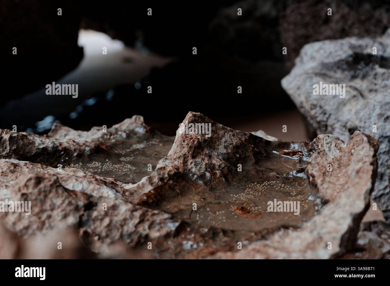 Tucked in the shadows of a seaside cave, delicate sea creature eggs ...
