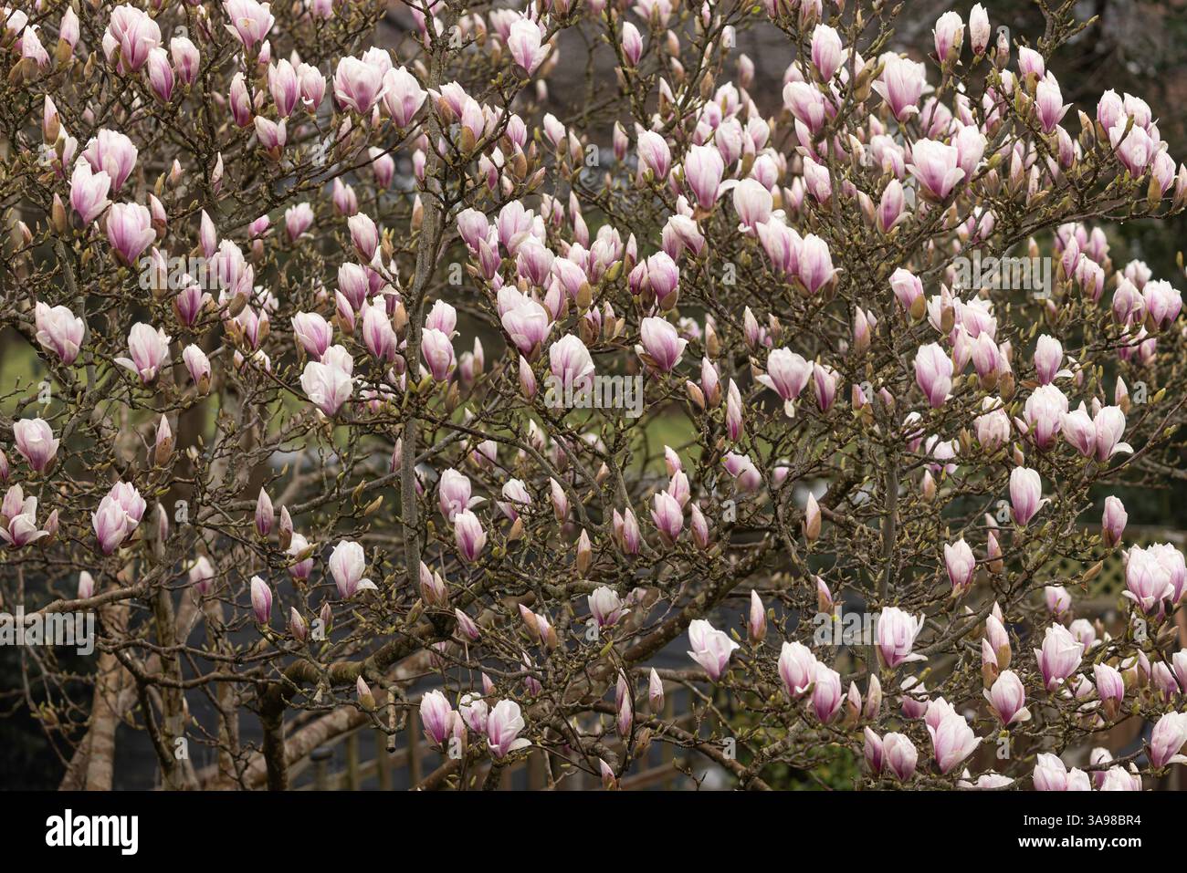 Magnolia tree in blossom in early spring in UK Stock Photo - Alamy