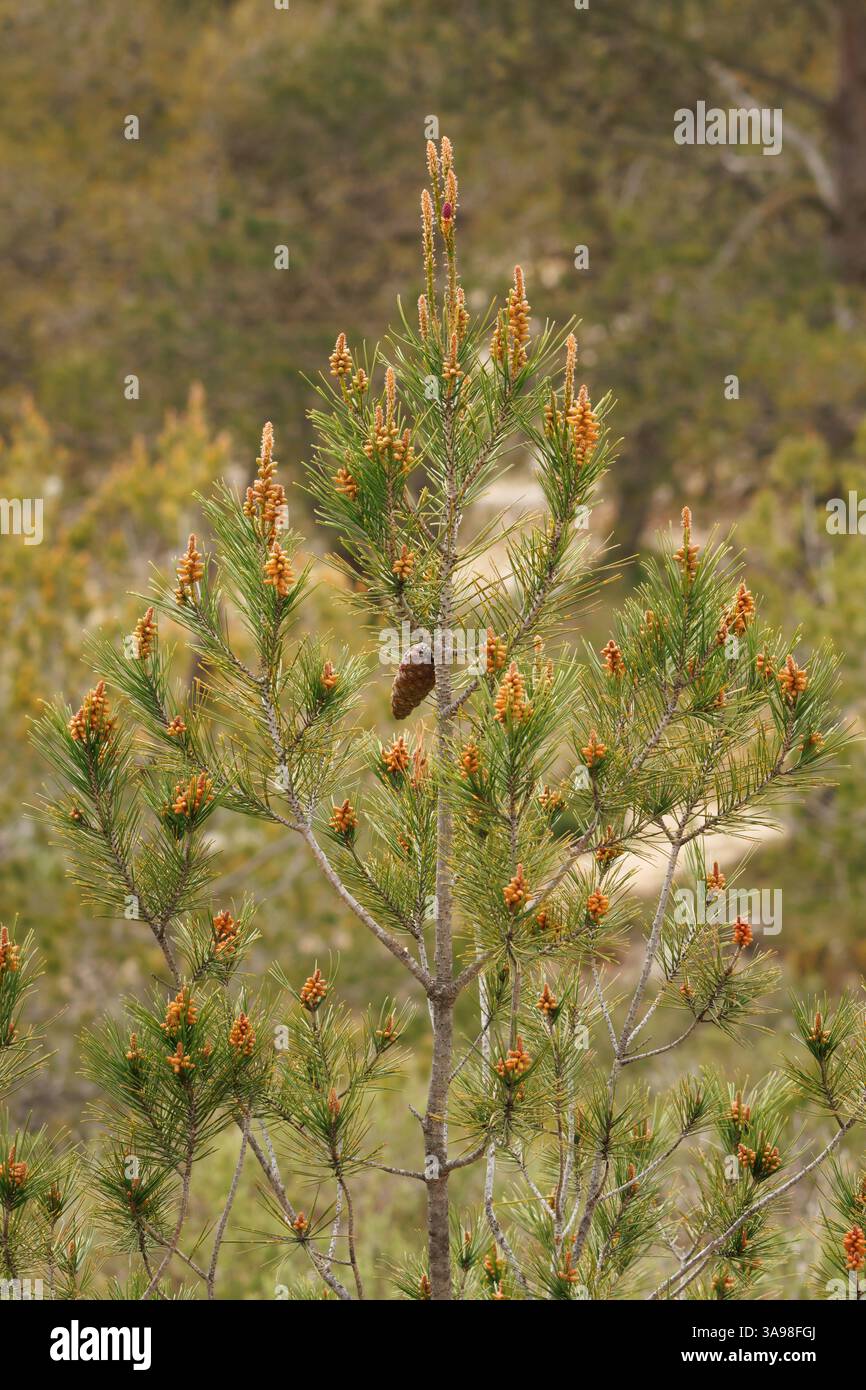 Spring shoots on a young pine tree with a blurred forest background ...