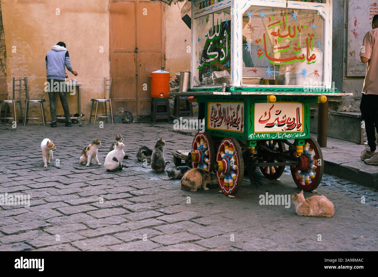 Street life in downtown Cairo: A group of stray cats gathers around a ...
