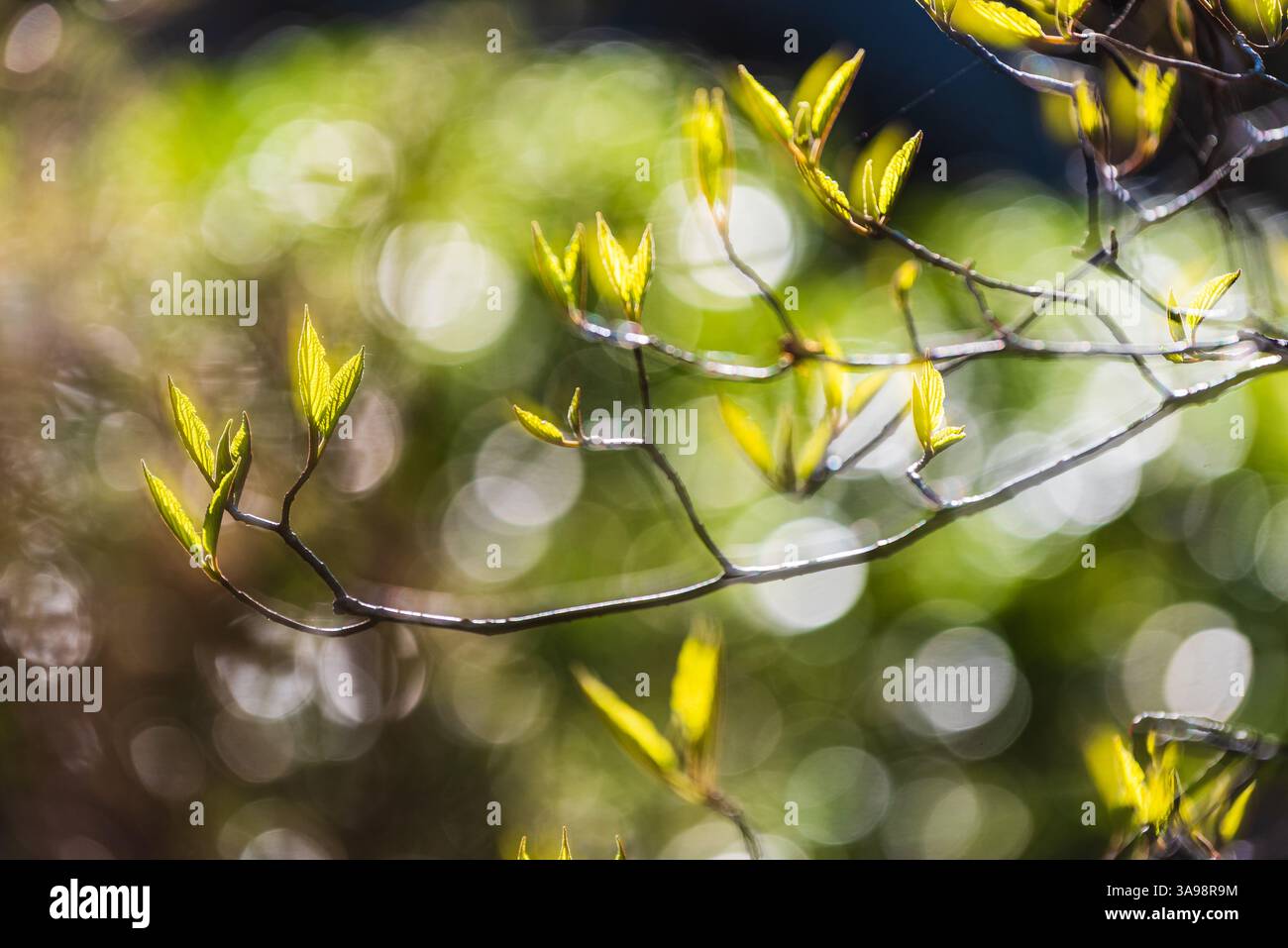 Delicate new green leaves unfurl on branches, catching sunlight in ...