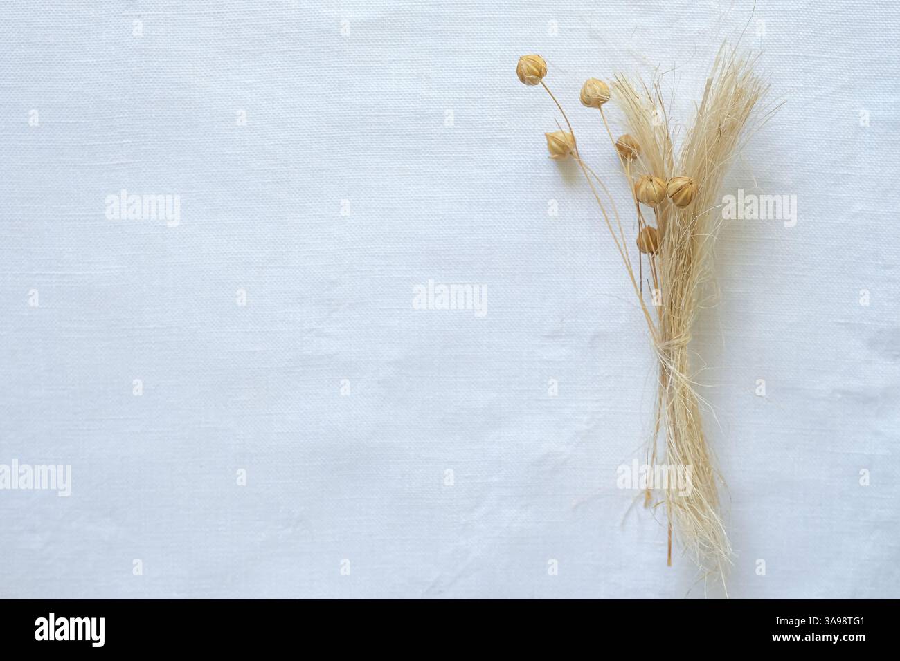 Flax seeds pods and fibers of natural flax. Bleached white linen cloth ...