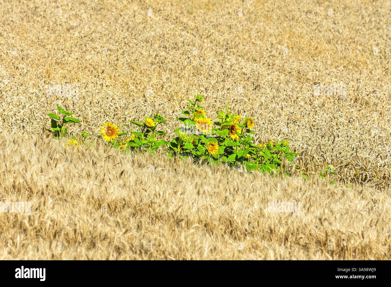 Group of flowering Sunflowers in middle of cornfield - sud-Touraine ...