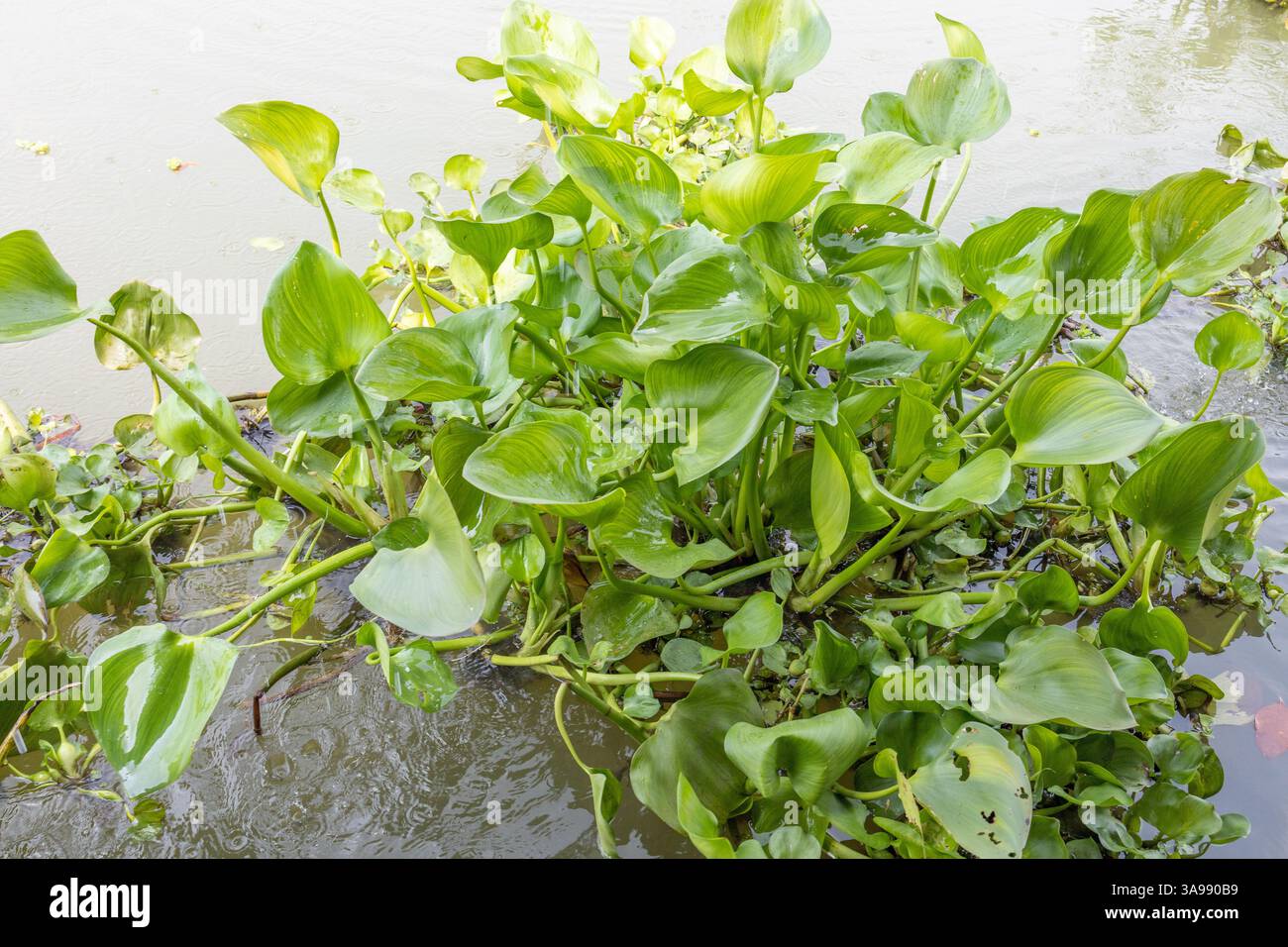 Common hyacinth wild water hi-res stock photography and images - Alamy