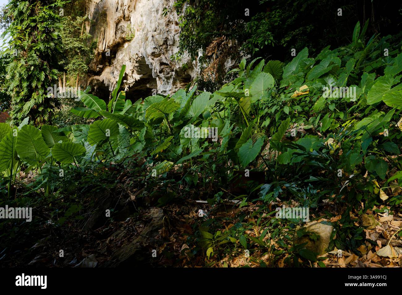 Lush undergrowth spills across the jungle floor near limestone cliffs ...