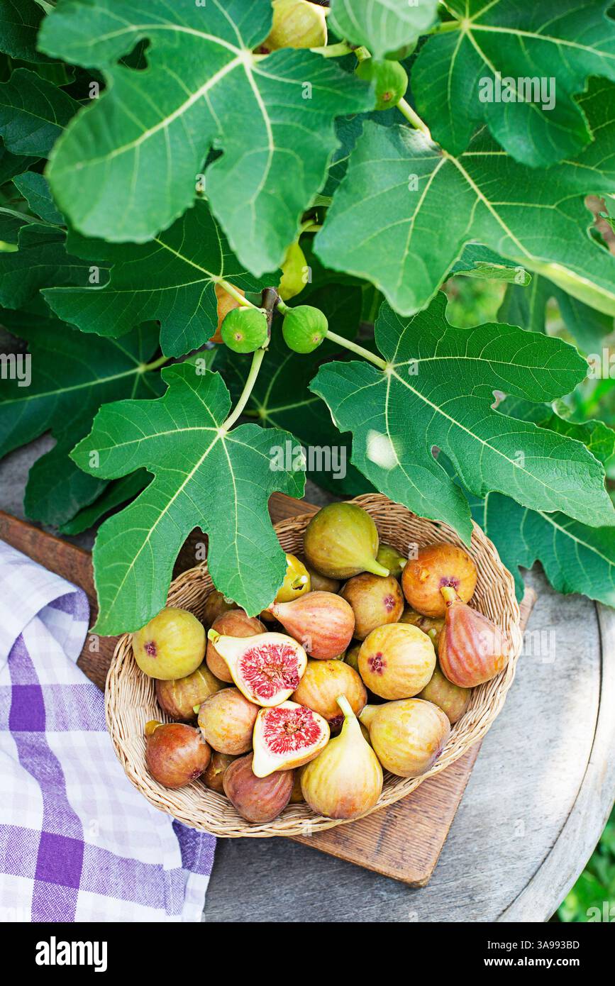 Fresh figs, some whole and some halved, displayed in a basket. Picking ...