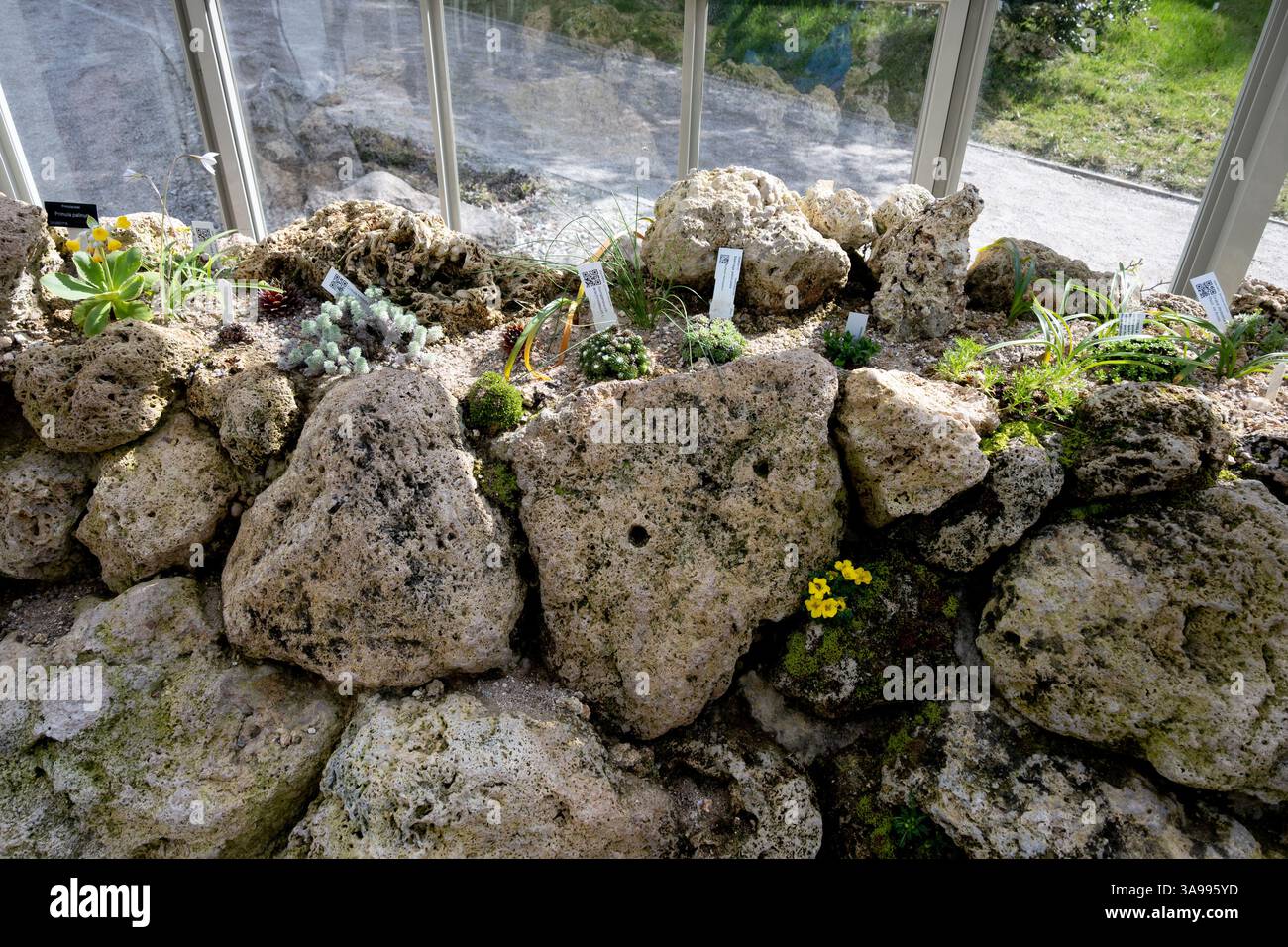 Alpine plants in The Churcher House, Birmingham Botanical Gardens ...