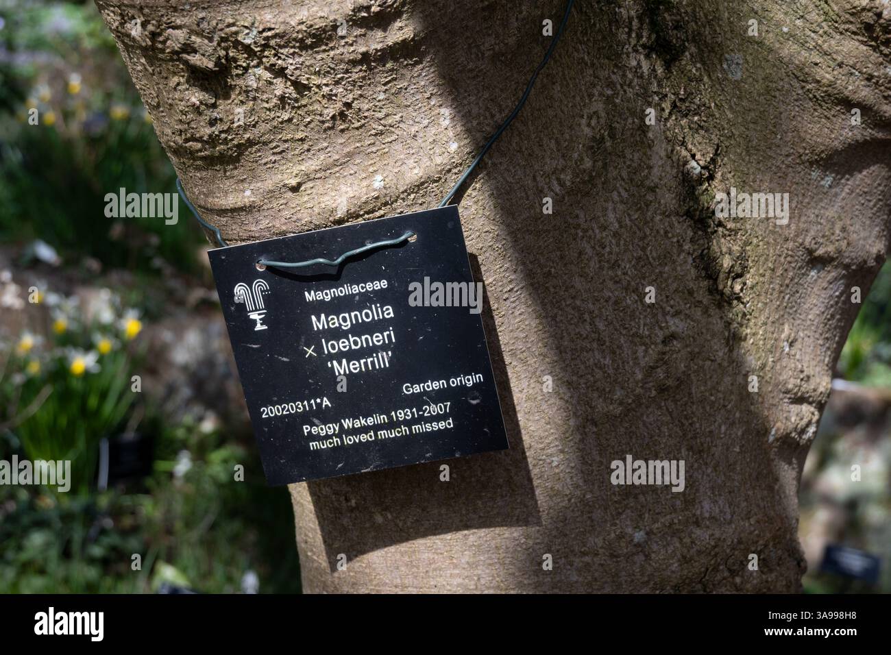 Magnolia X loebneri "Merrill", plant label, at Birmingham Botanical ...