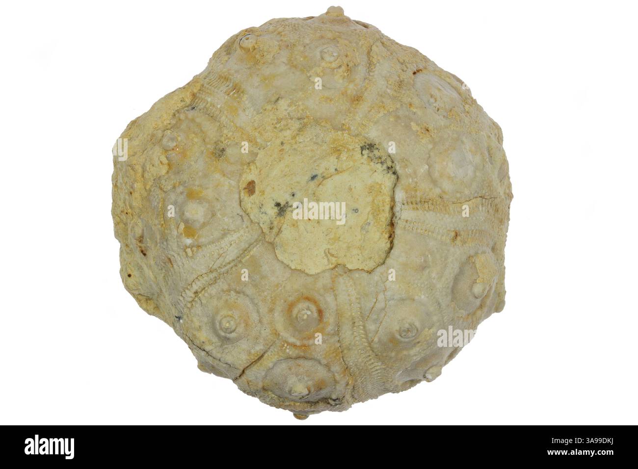 Cidaris fossil hi-res stock photography and images - Alamy Cidaris fossil hi-res stock photography and images - Alamy