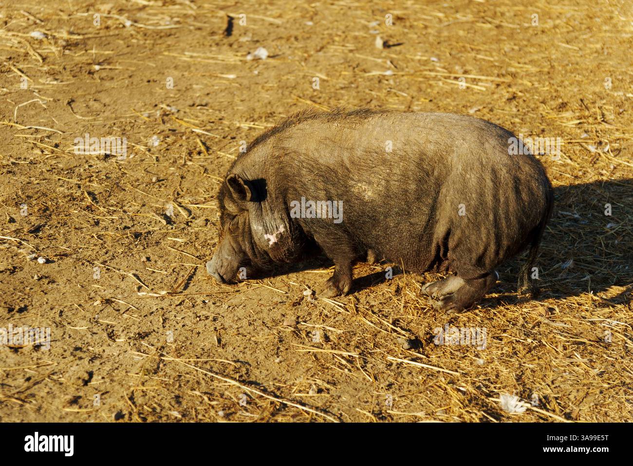 Curious pig explores the farmyard while sunlight bathes the rustic ...