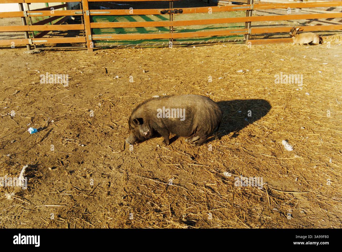 Curious pig explores the farmyard while sunlight bathes the rustic ...