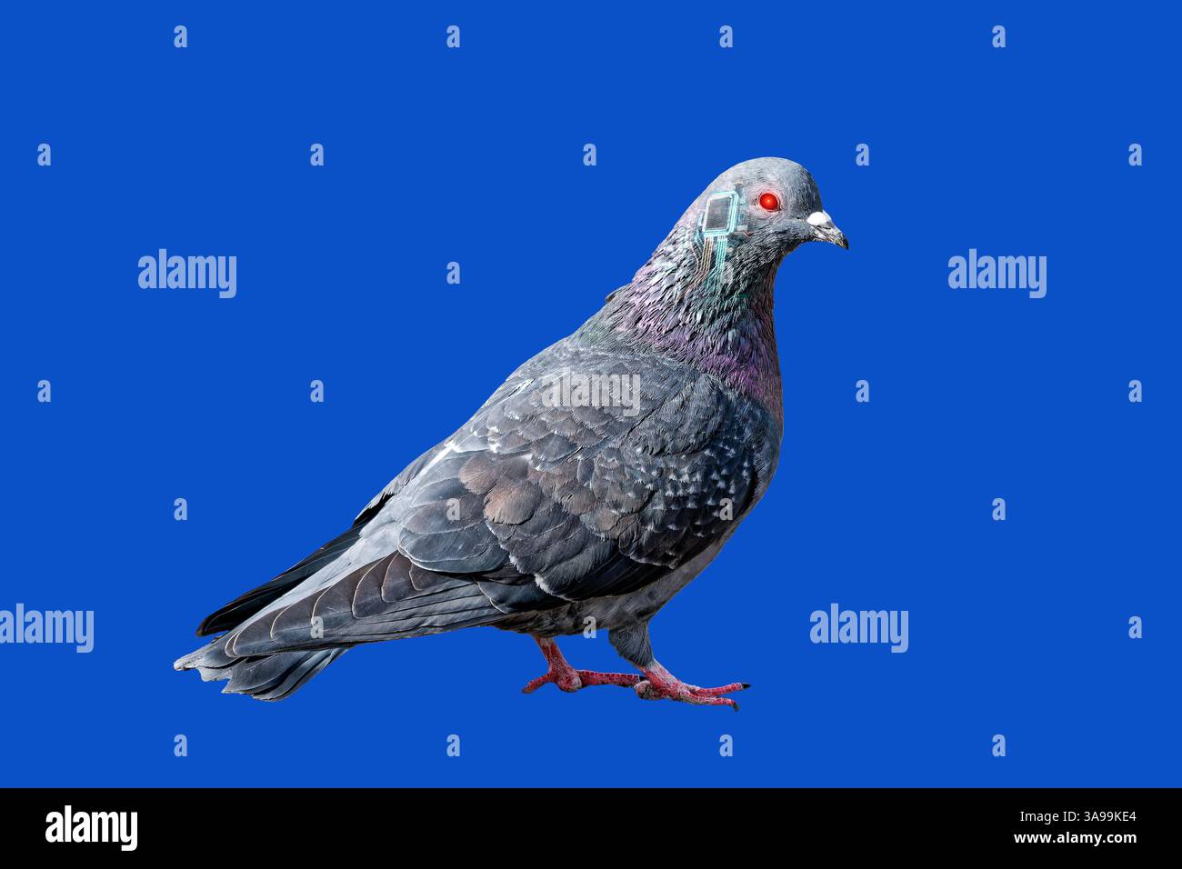 Illustration of a pigeon with a red style eye and visible brain ...