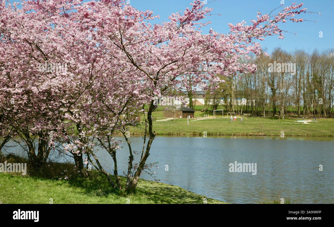 Pink Cherry Blossom at the lakeside Stock Photo - Alamy