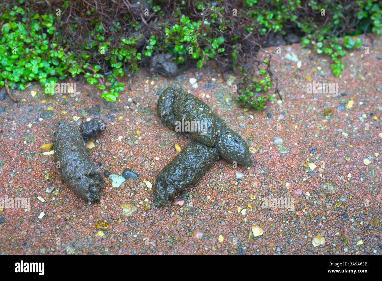 Hedgehog faeces hi-res stock photography and images - Alamy