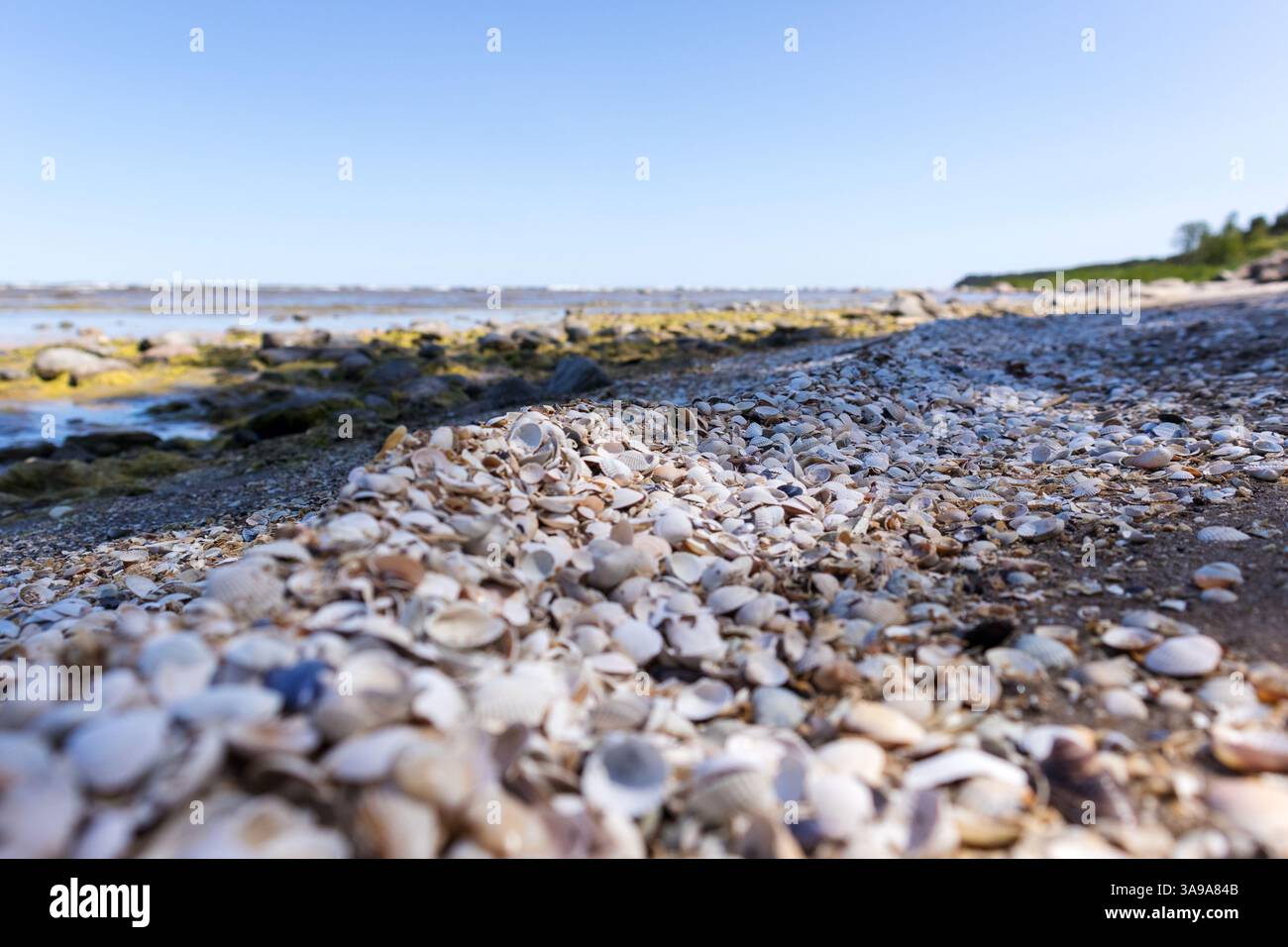 beach with lots of shells Stock Photo - Alamy