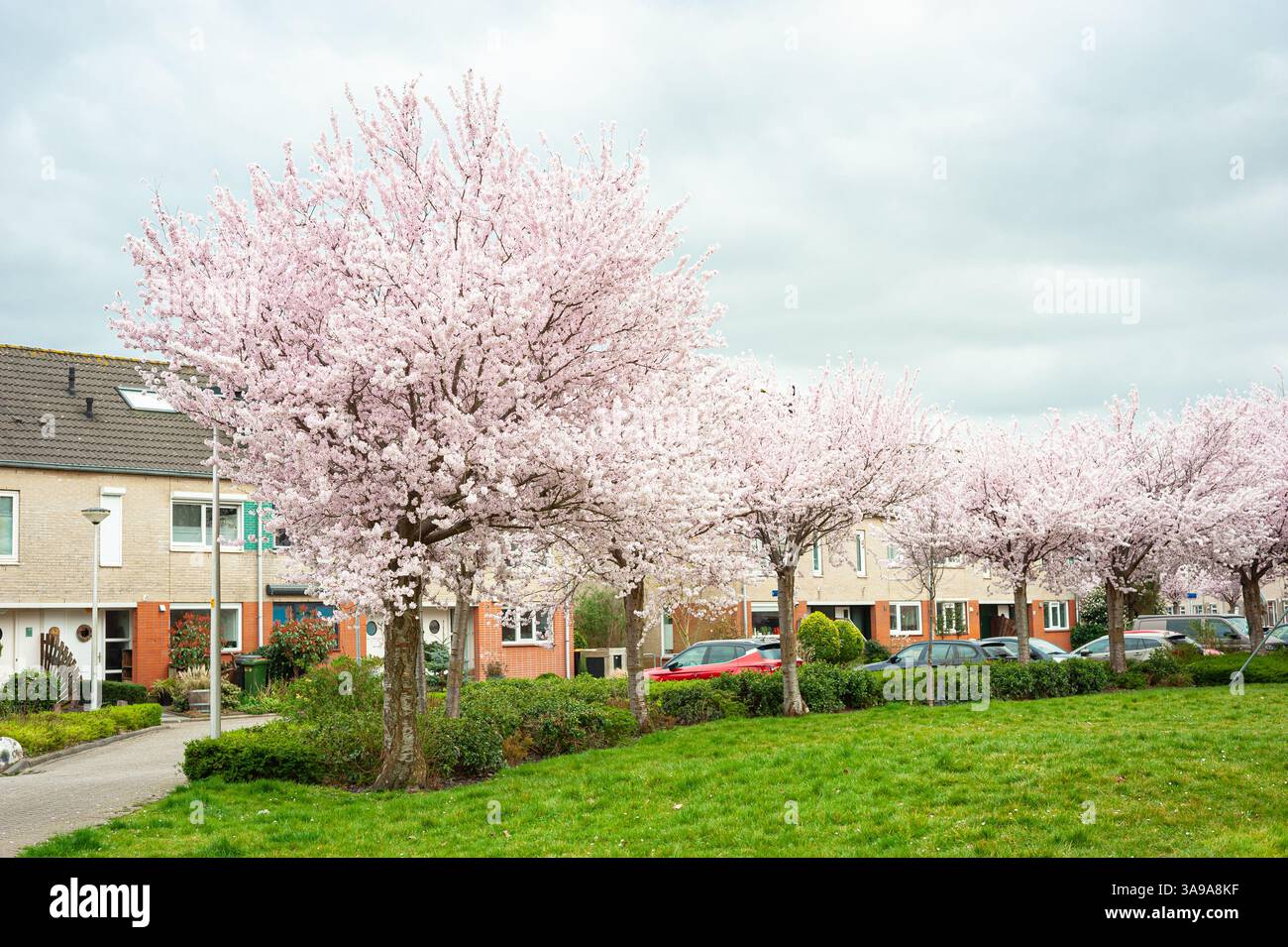Beautiful light pink flowering japanese cherry trees prunus serrulata ...