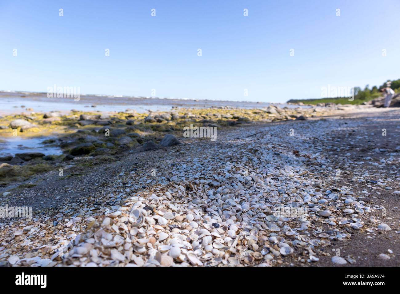 beach with lots of shells Stock Photo - Alamy