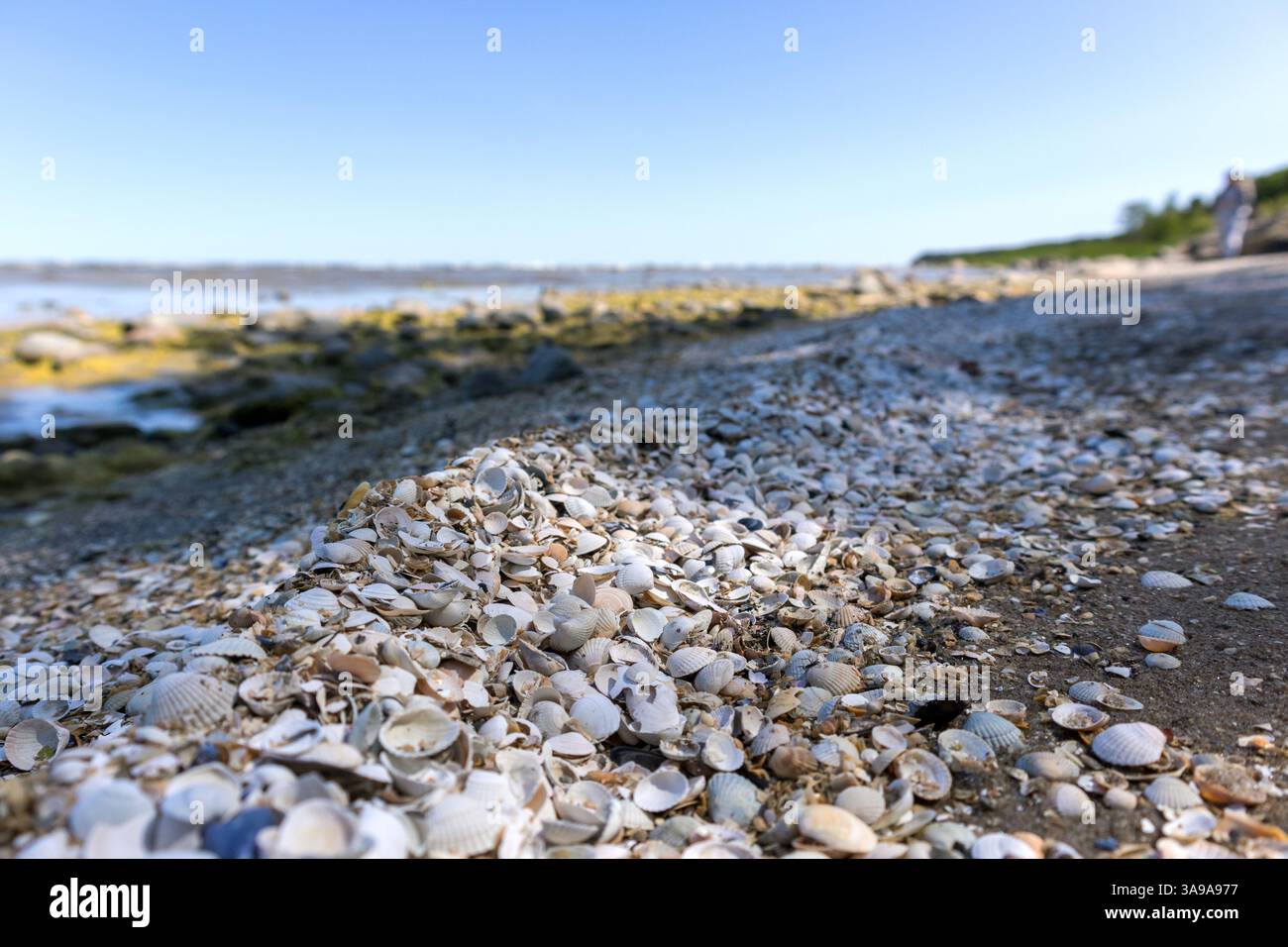 beach with lots of shells Stock Photo - Alamy