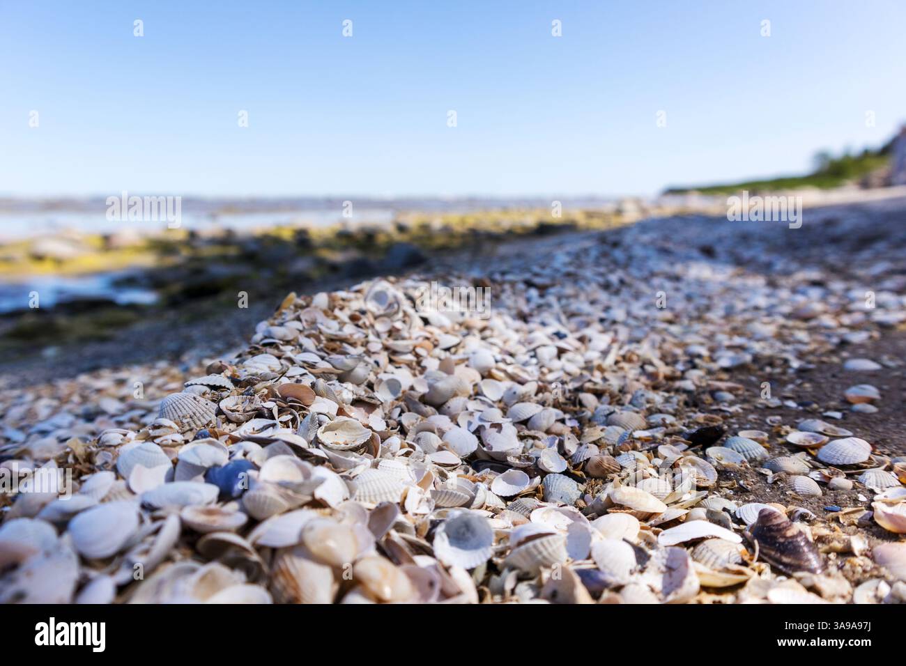 beach with lots of shells Stock Photo - Alamy