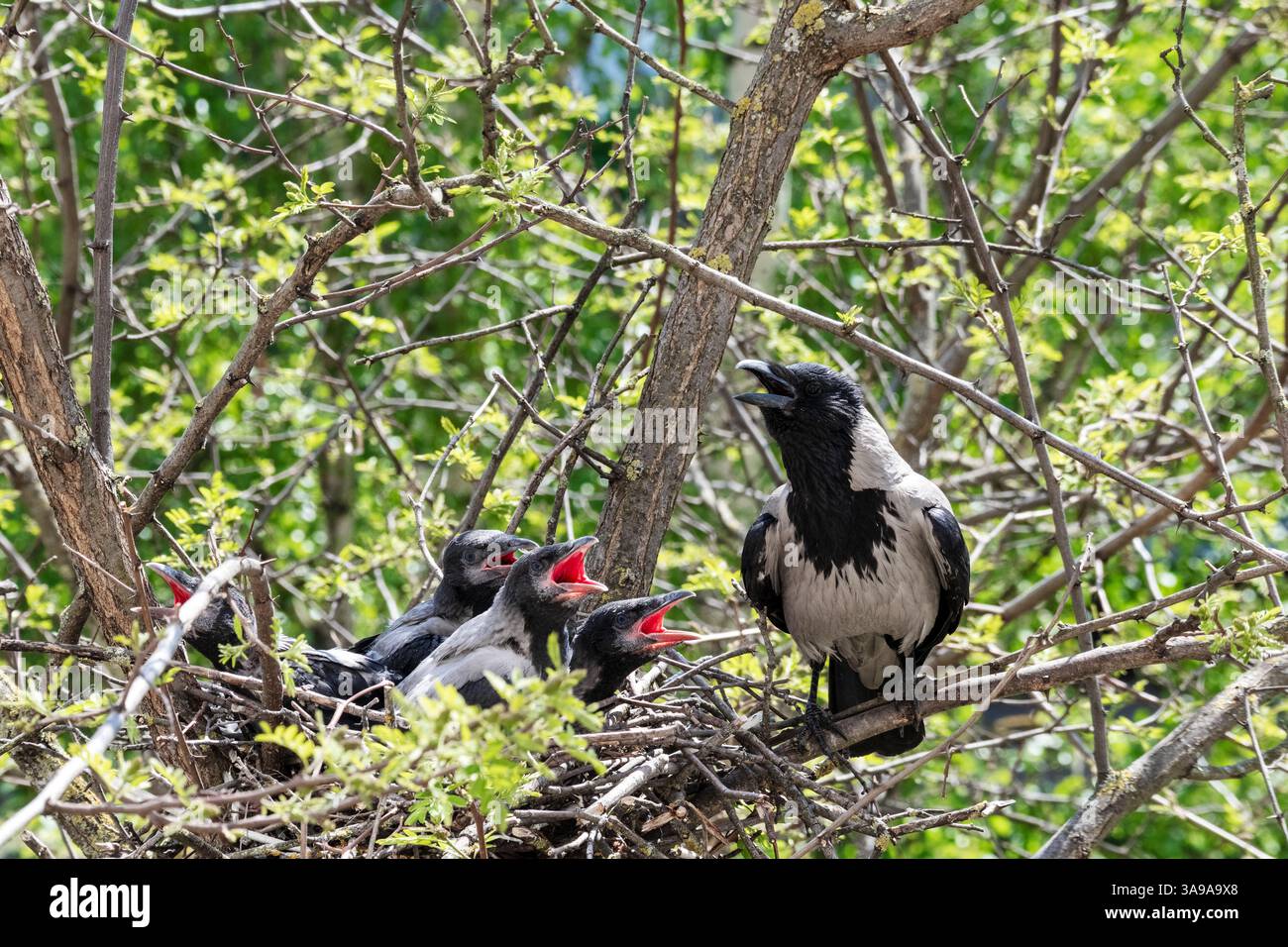 a crow with chicks in the nest Stock Photo - Alamy