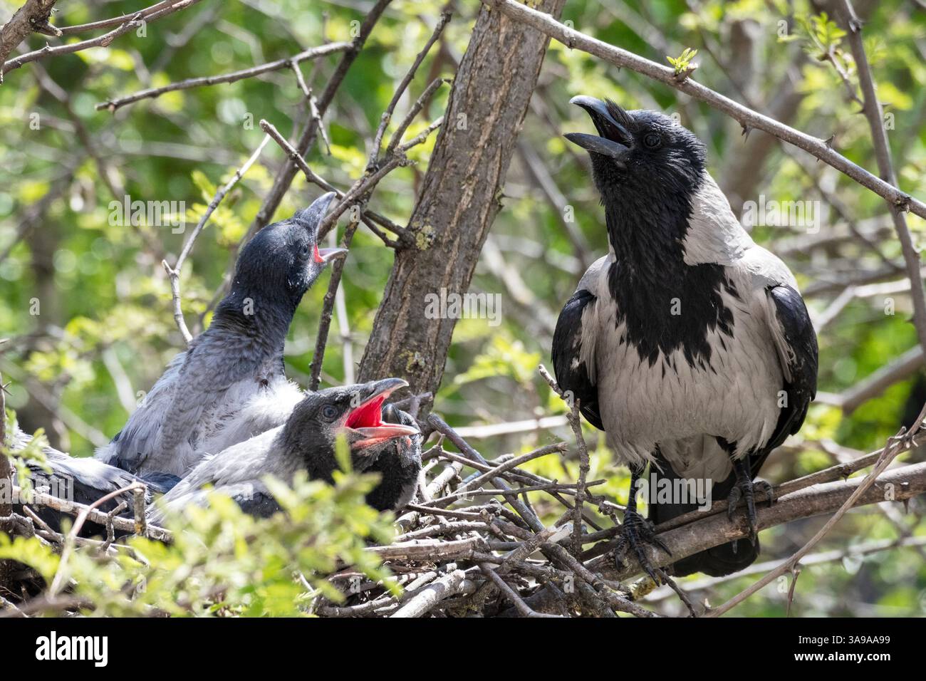 a crow with chicks in the nest Stock Photo - Alamy