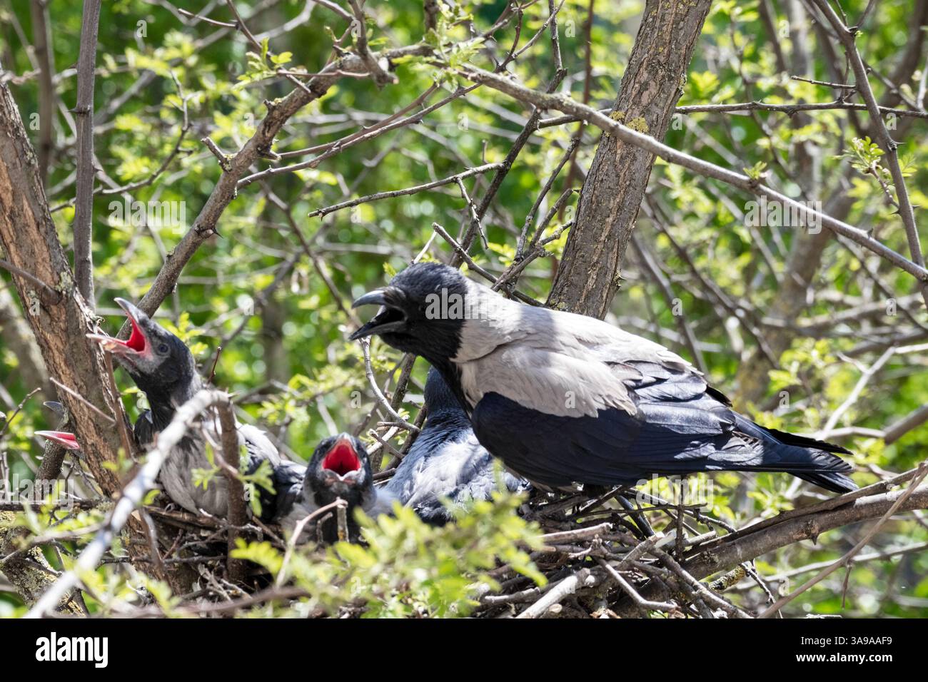 a crow with chicks in the nest Stock Photo - Alamy