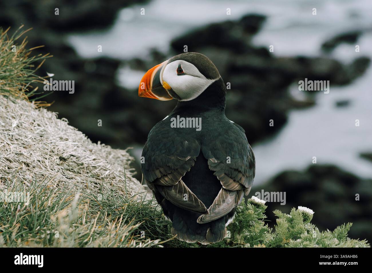 Back of puffin hi-res stock photography and images - Alamy