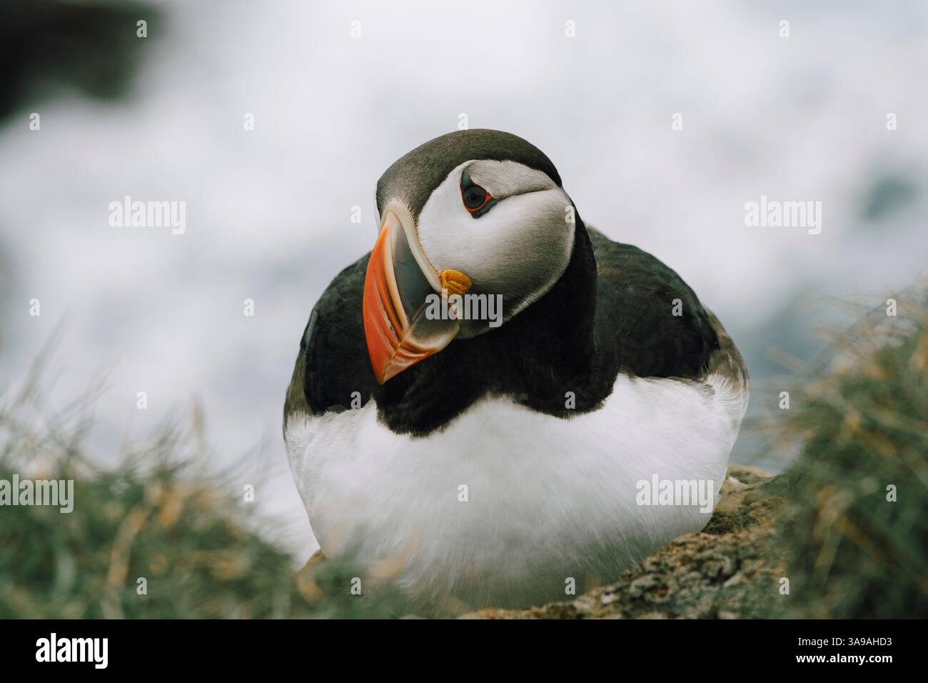 Puffin nesting on Latrabjarg cliff in Iceland Stock Photo - Alamy