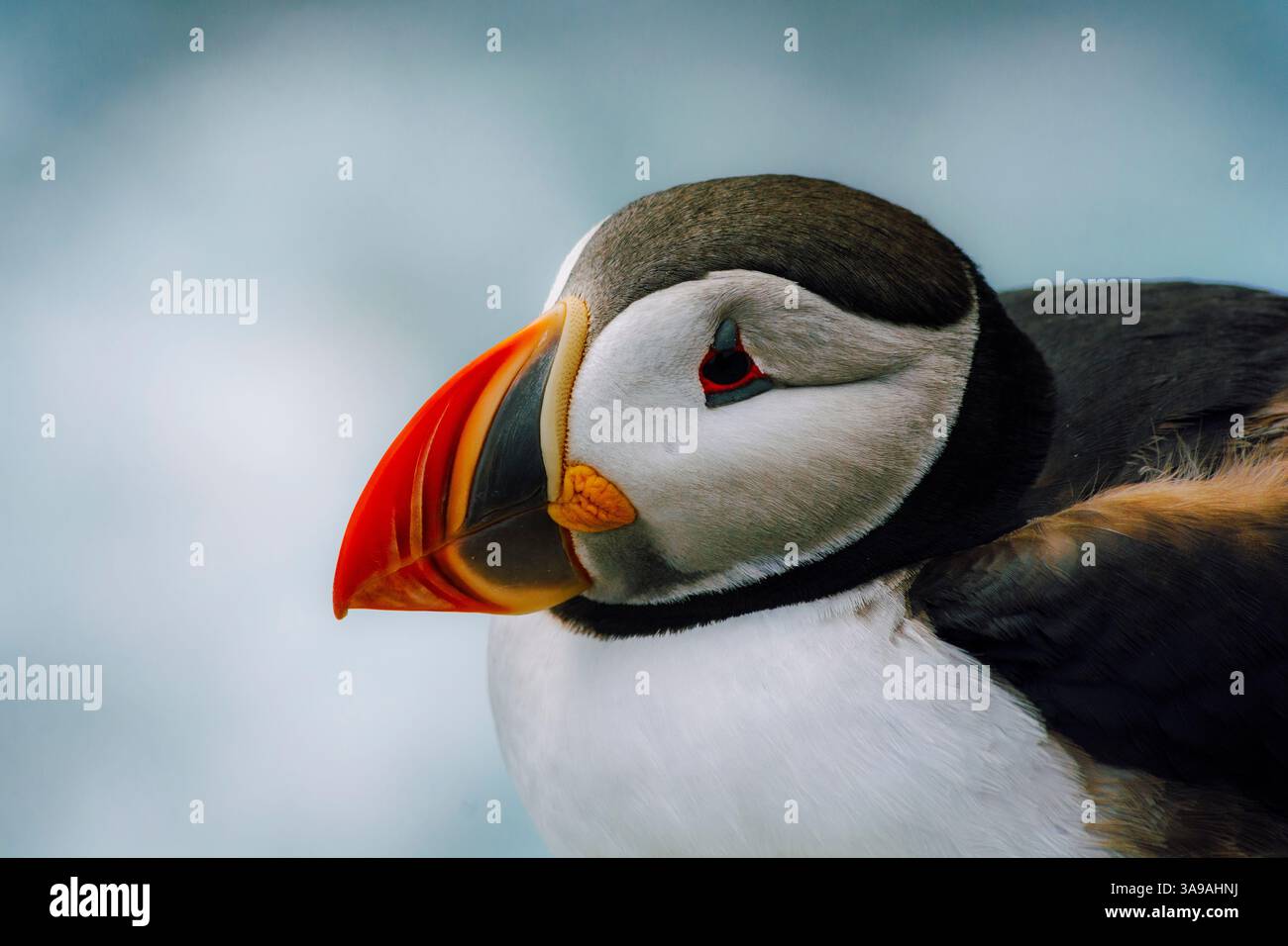 Puffin relative hi-res stock photography and images - Alamy