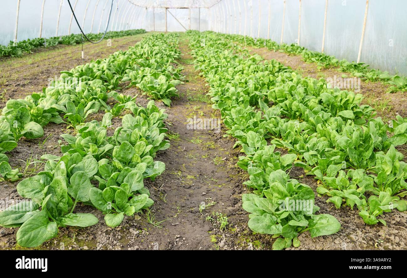 Organic vegetables growing in a polytunnel Stock Photo - Alamy