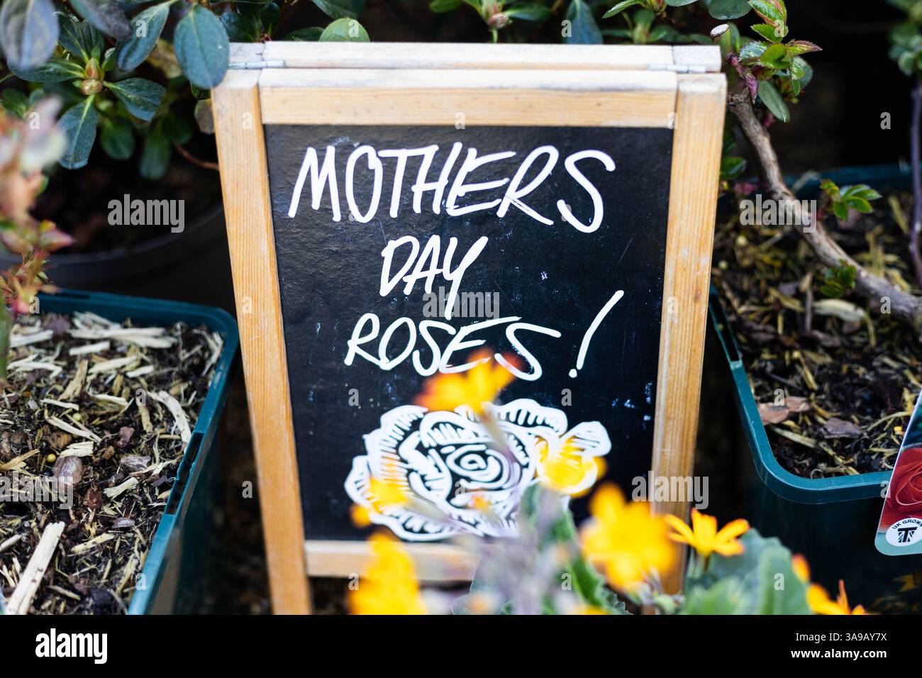 As the UK celebrates Mother's Day this Sunday, florists and garden ...