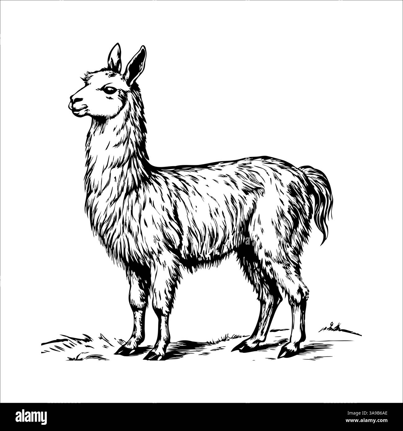 A black and white drawing of a llama standing in a field Stock Vector ...