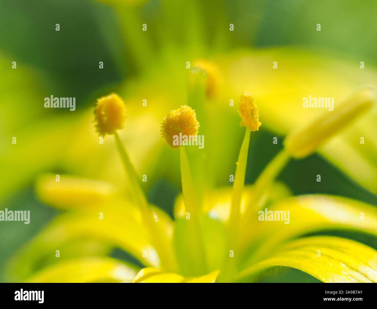 macro daisy flower center showing yellow stamen and pollen Stock Photo ...