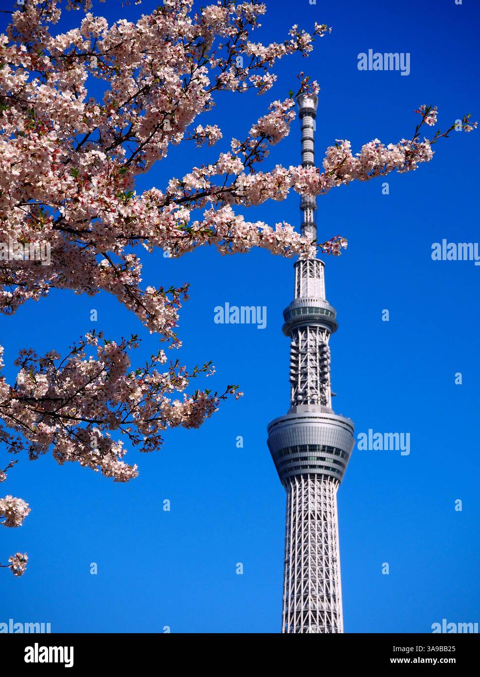 Springtime in Tokyo: Cherry Blossoms and Tokyo Skytree Stock Photo - Alamy