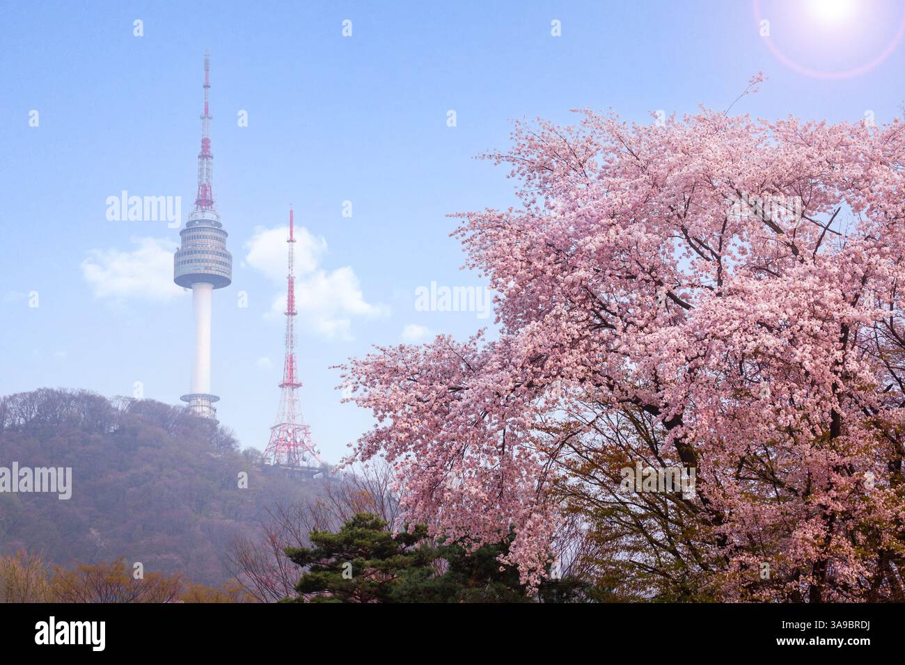 cherry tree in spring and Namsan Mountain with Namsan Tower in the ...