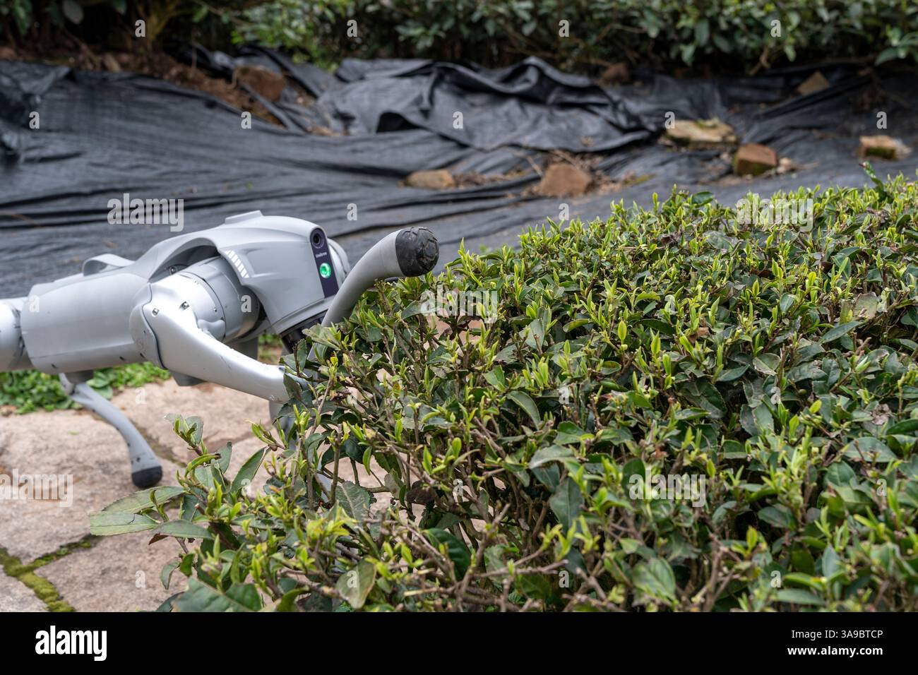 G02 bionic four-legged transport robot dog mimics humans picking tea at ...