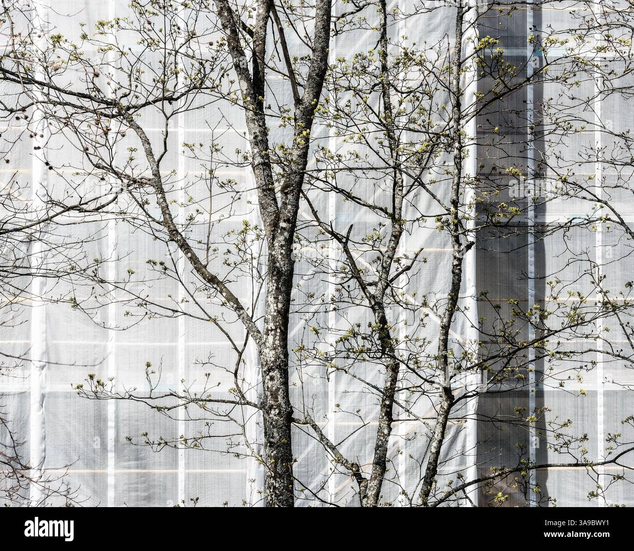 Trees foliage city infrastructure revitalization project hi-res stock ...