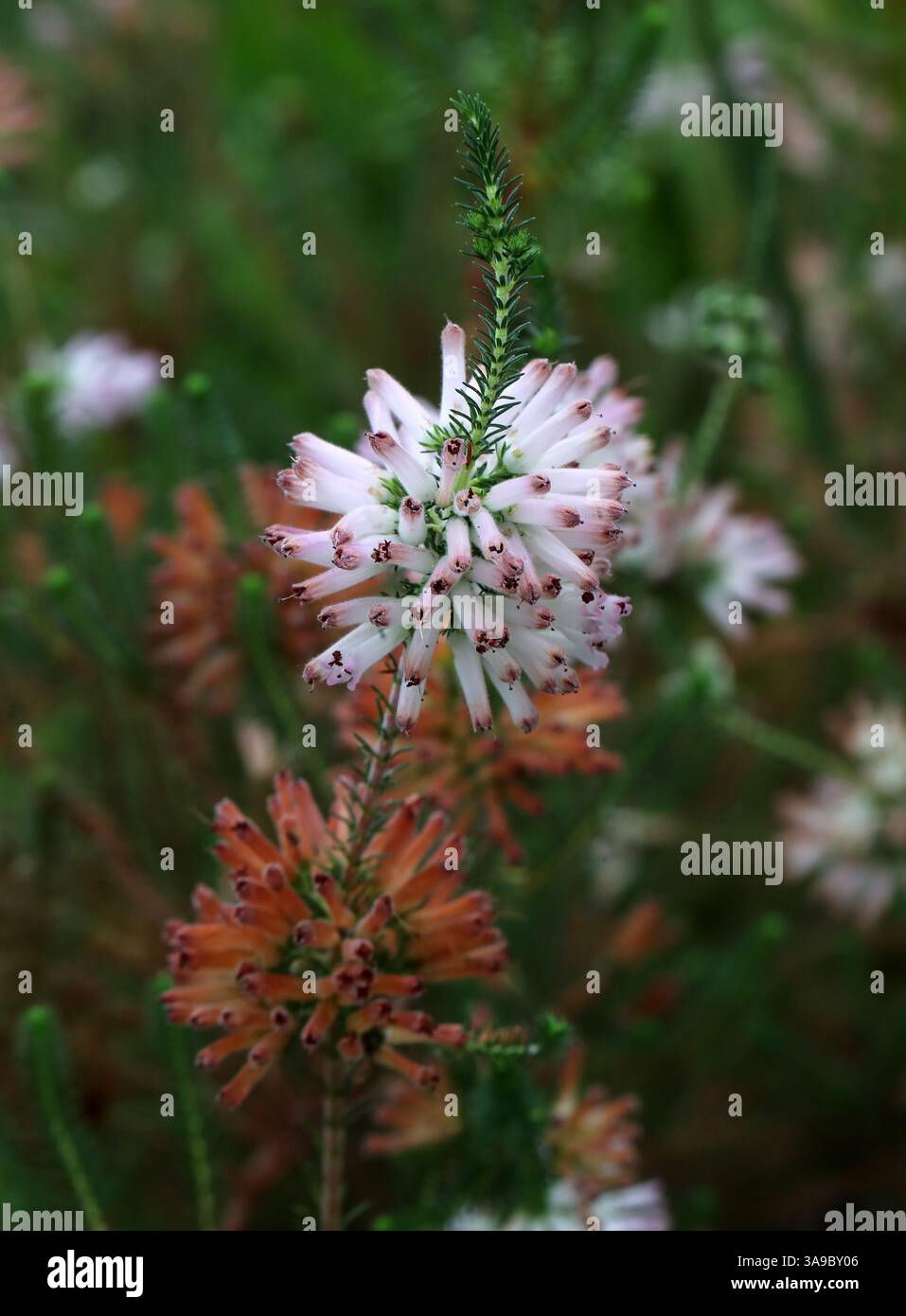 A Cape Heather, Erica verticillata, Ericaceae. Cape Province, South ...