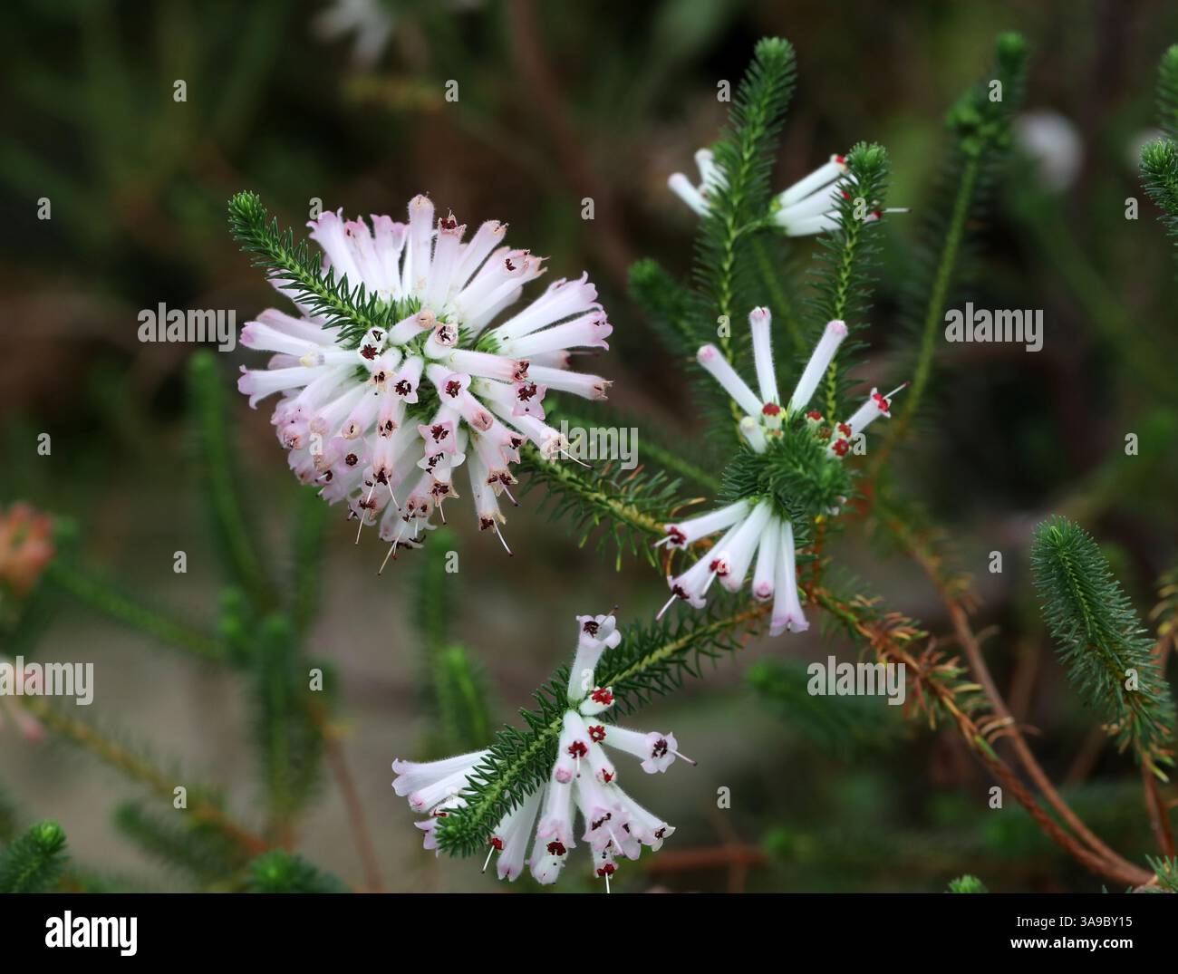 A Cape Heather, Erica verticillata, Ericaceae. Cape Province, South ...