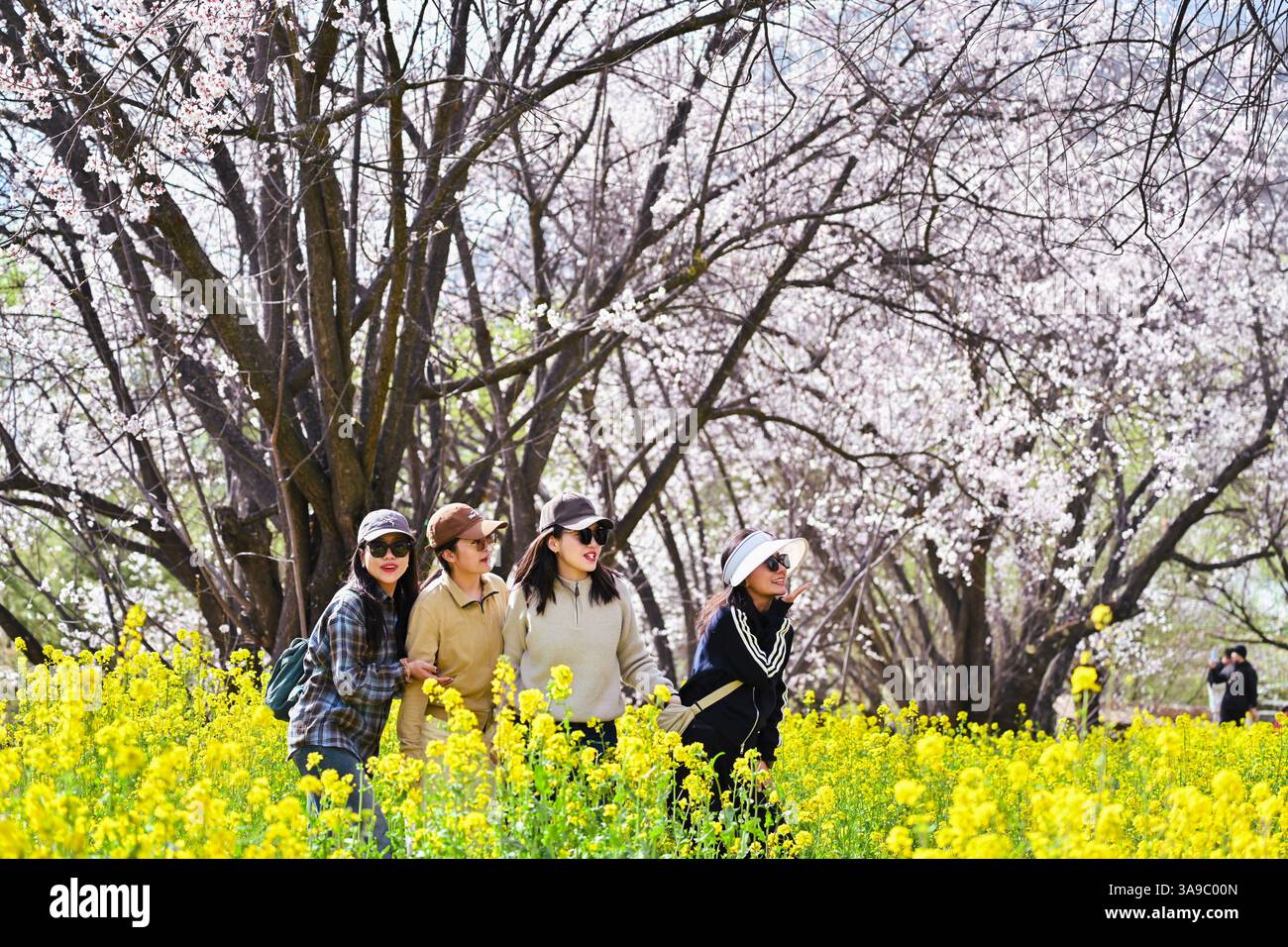 Nyingchi, China's Xizang Autonomous Region. 29th Mar, 2025. Tourists ...