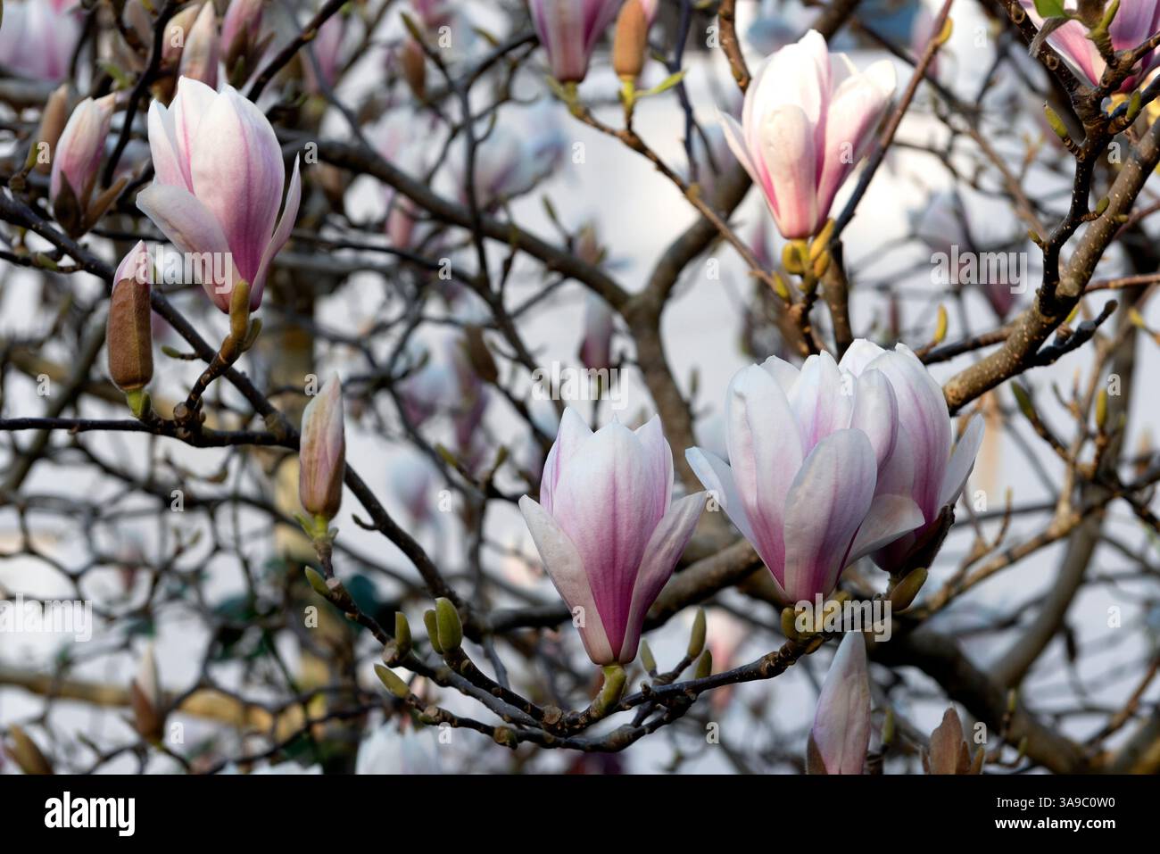Magnolia,Magnolia × soulangeana, the saucer magnolia or tulip tree ...