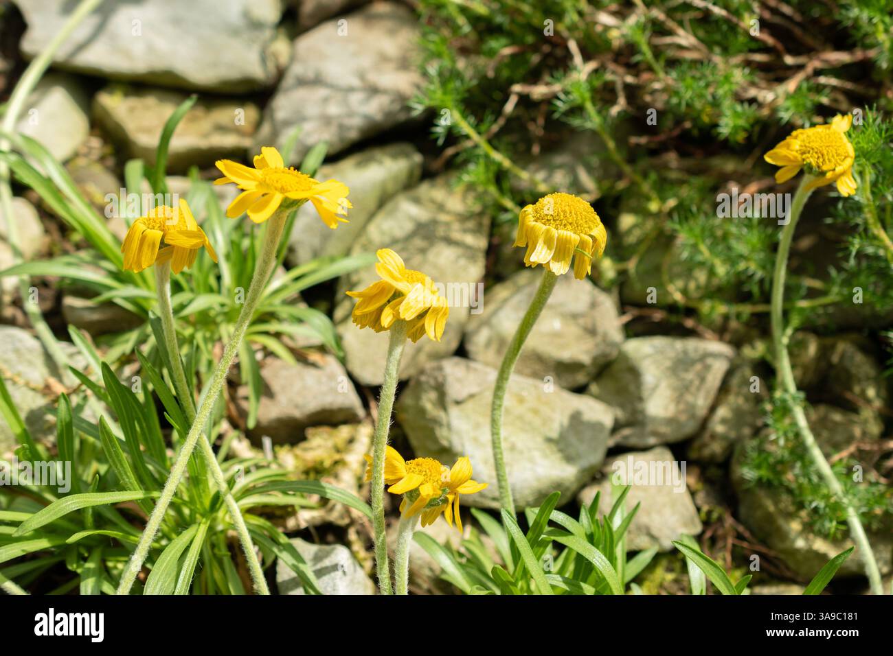 Saint Gallen, Switzerland, May 19, 2024 Hymenoxys Acaulis plant at the ...