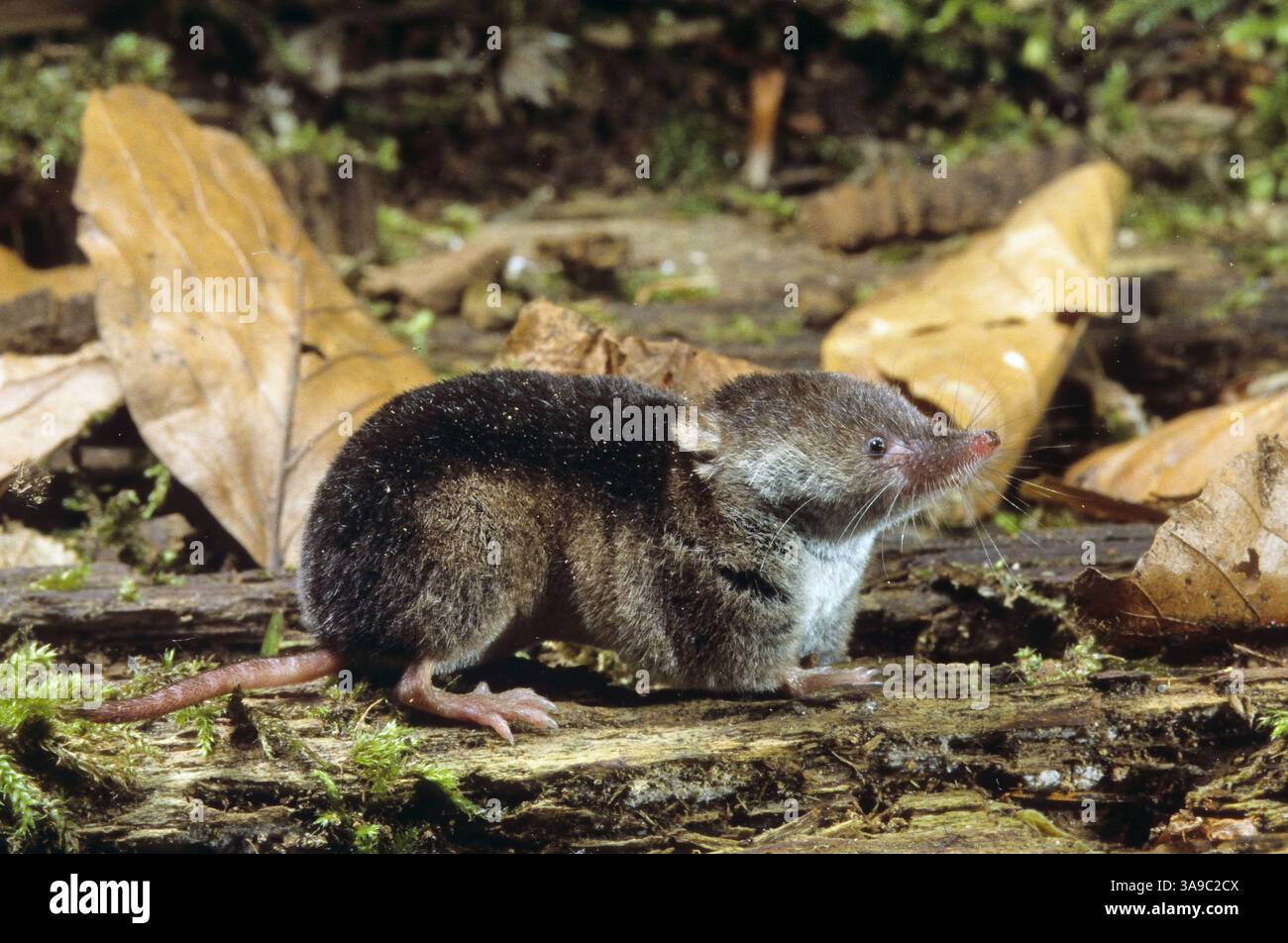 Waldspitzmaus, Wald-Spitzmaus, Spitzmaus, Maus, Sorex araneus, Eurasian ...