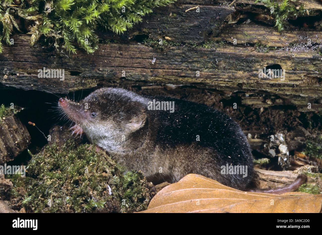 Waldspitzmaus, Wald-Spitzmaus, Spitzmaus, Maus, Sorex araneus, Eurasian ...