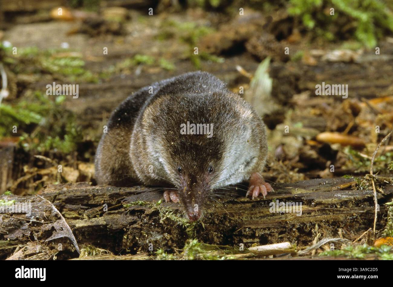 Waldspitzmaus, Wald-Spitzmaus, Spitzmaus, Maus, Sorex araneus, Eurasian ...