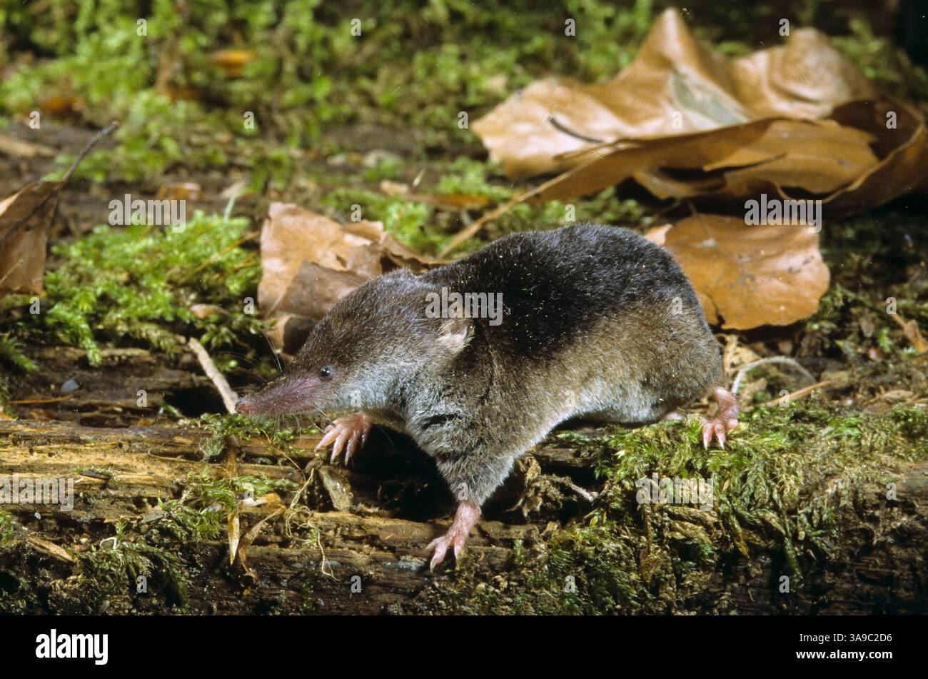 Waldspitzmaus, Wald-Spitzmaus, Spitzmaus, Maus, Sorex araneus, Eurasian ...