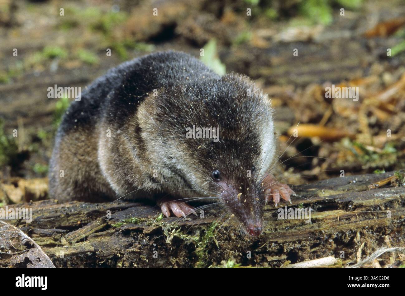 Waldspitzmaus, Wald-Spitzmaus, Spitzmaus, Maus, Sorex araneus, Eurasian ...