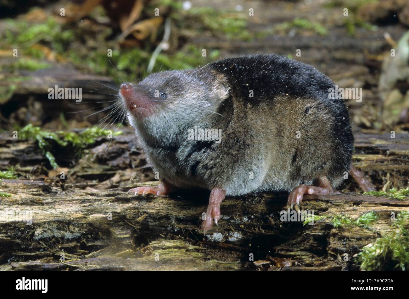 Waldspitzmaus, Wald-Spitzmaus, Spitzmaus, Maus, Sorex araneus, Eurasian ...