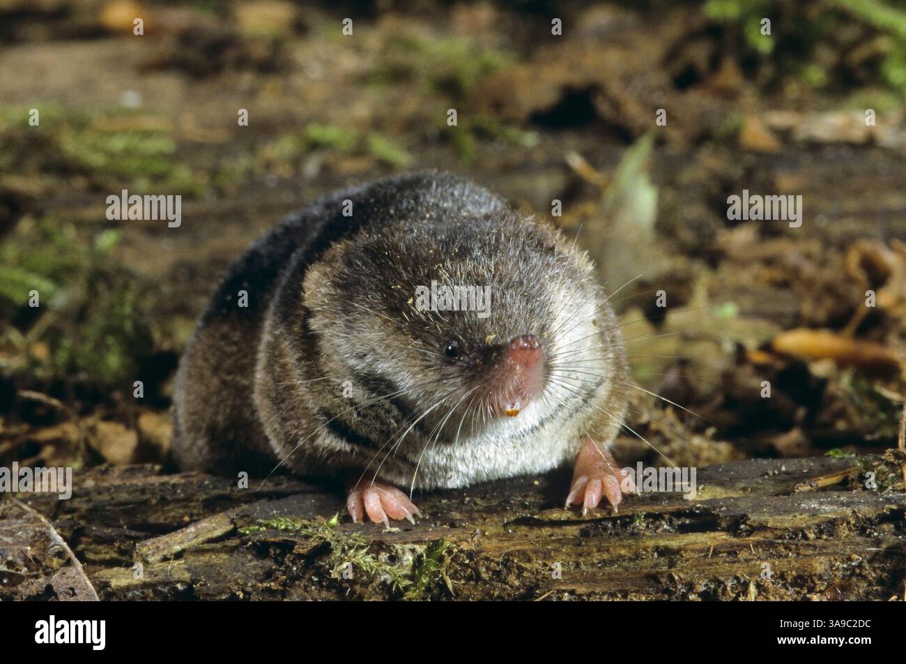 Waldspitzmaus, Wald-Spitzmaus, Spitzmaus, Maus, Sorex araneus, Eurasian ...